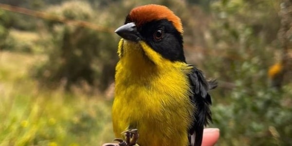 Atelopus bomolochos (Jambato de Cuenca) | Museo de Zoología